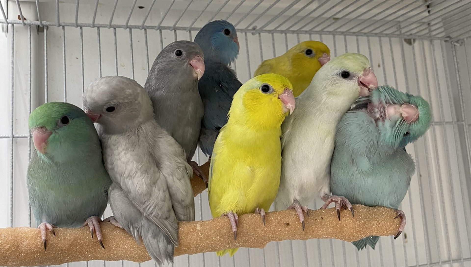 JJ FORPUS – นกแก้วฟอพัส บ้านดับเบิ้ลเจฟอพัส เจ้าก้อนขนสุดน่ารัก